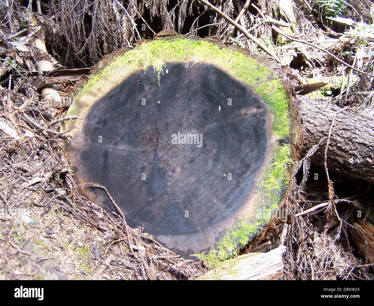 A detailed cross-section of a redwood tree, showcasing the intricate ...