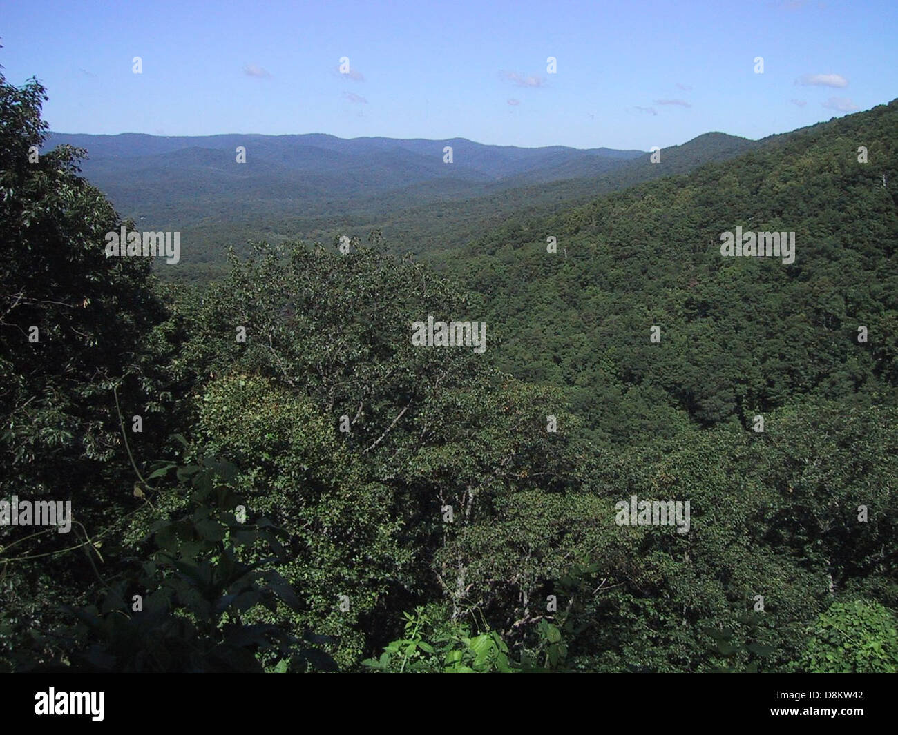 The photo captures the dense and lush environment of a deep rain forest ...