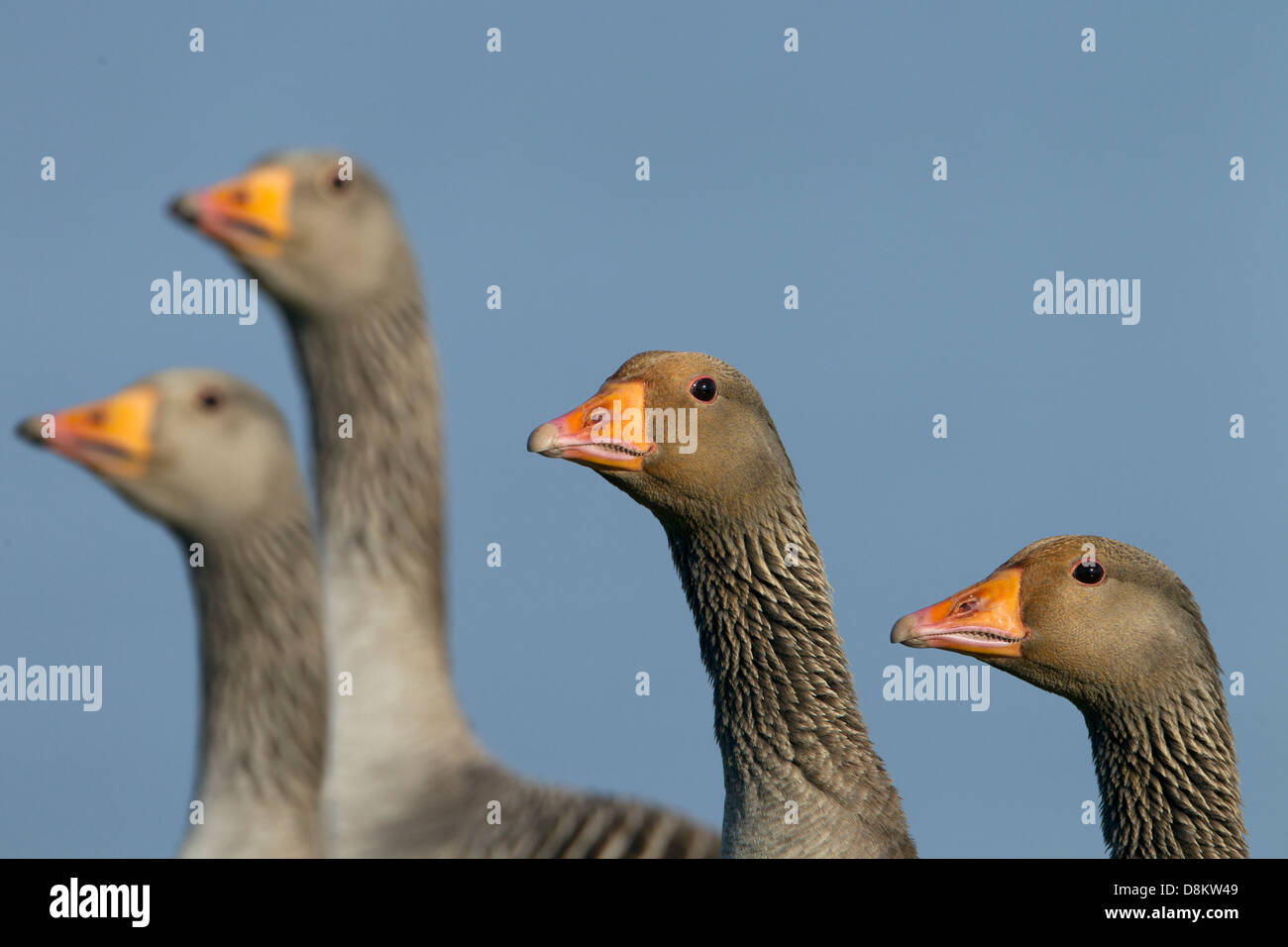 Greylag Geese Anser anser group portrait Stock Photo - Alamy