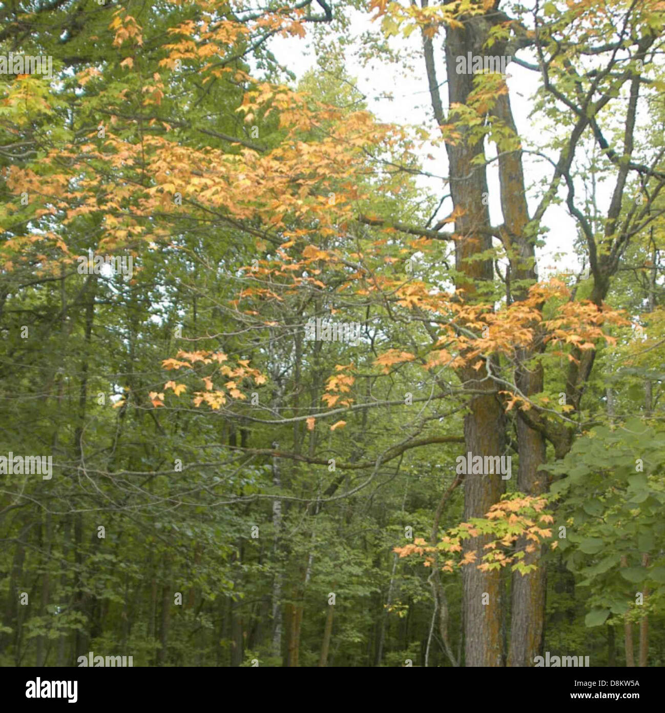 Early fall in the forest woodlands Stock Photo - Alamy