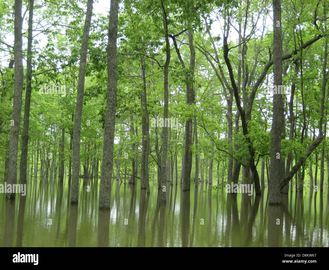 This image depicts a flooded bottomland hardwood forest, where seasonal ...