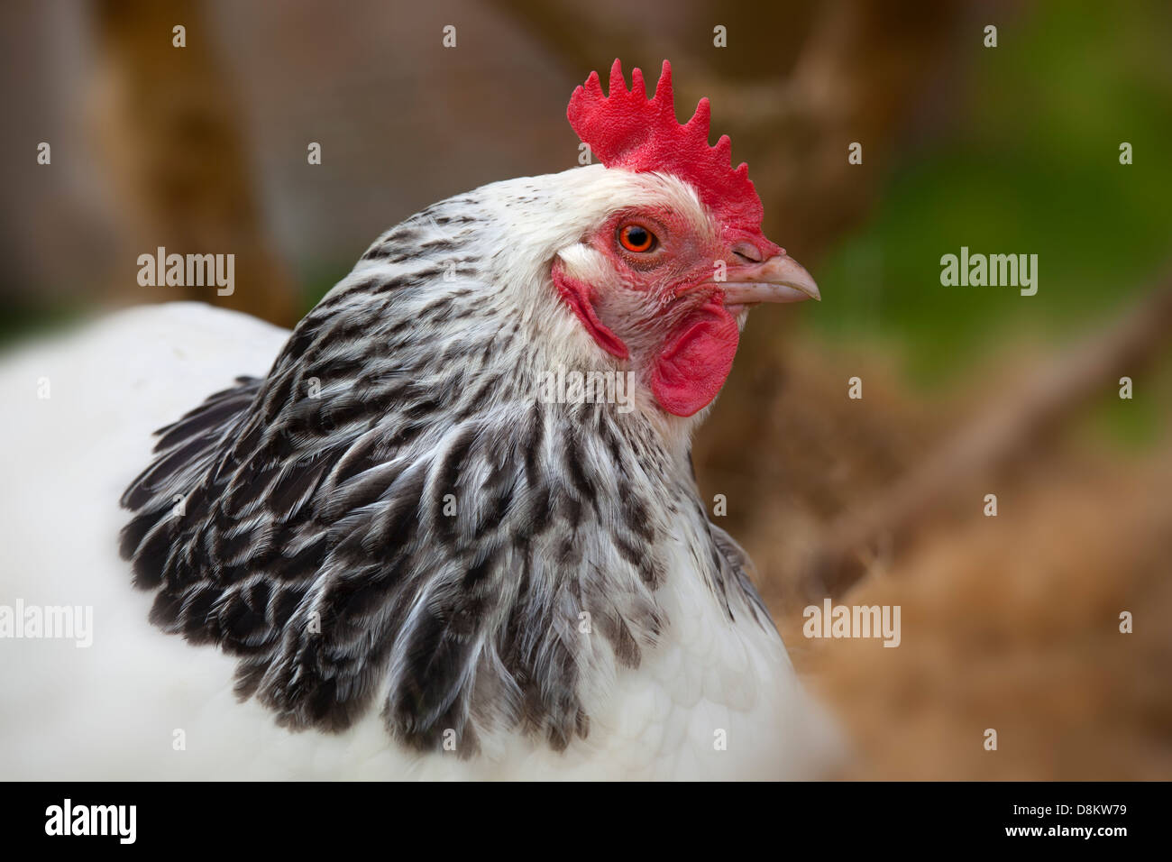 Light Sussex Chicken Rare Breed Stock Photo - Alamy
