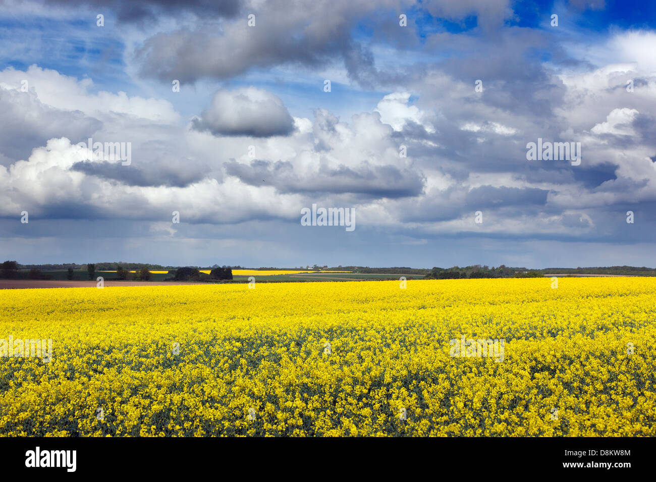 Oil-seed rape field near Walsingham Norfolk Stock Photo - Alamy