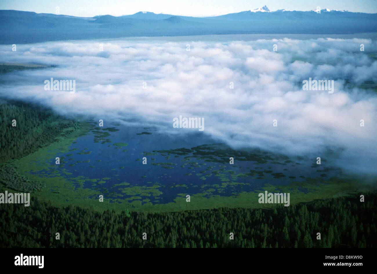 A foggy landscape that creates a soft, mysterious atmosphere. The image ...