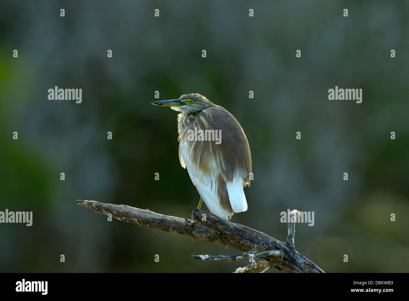 Pond Heron Ardeola grayii portrait Stock Photo - Alamy