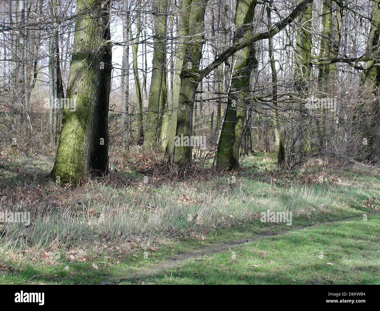 A natural landscape showing a forest adjacent to an open field. The ...