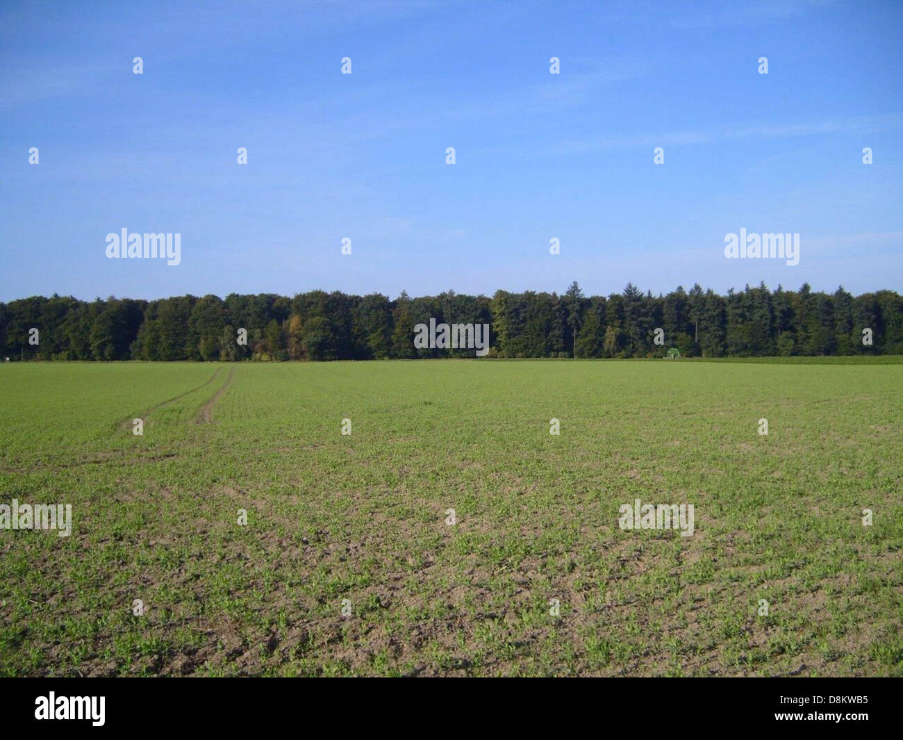 A forest border, where the dense trees give way to an open landscape ...