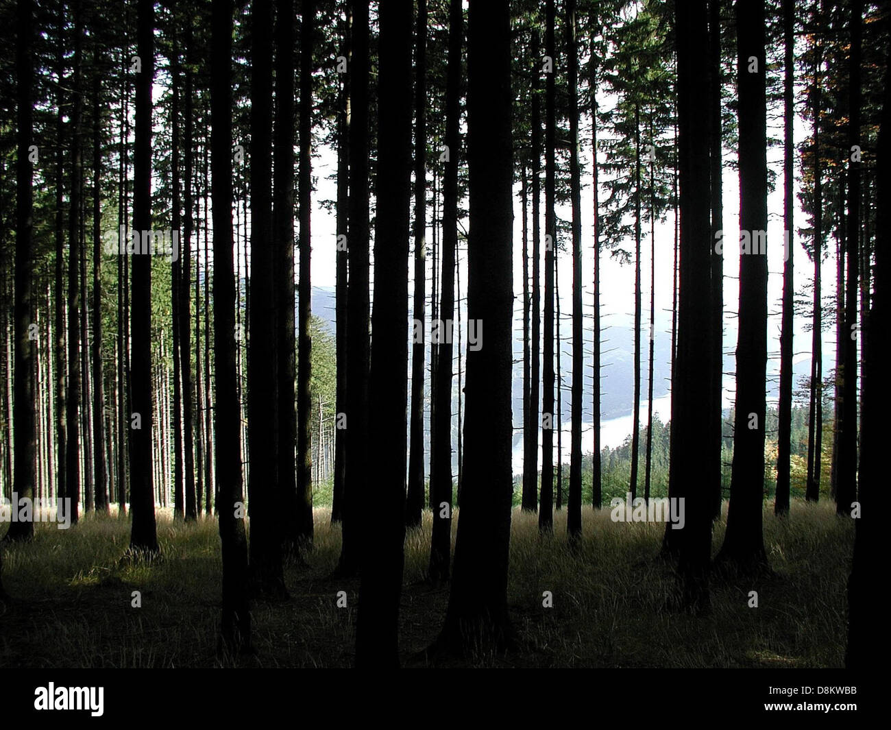 A dense forest bathed in darkness, with minimal light filtering through ...