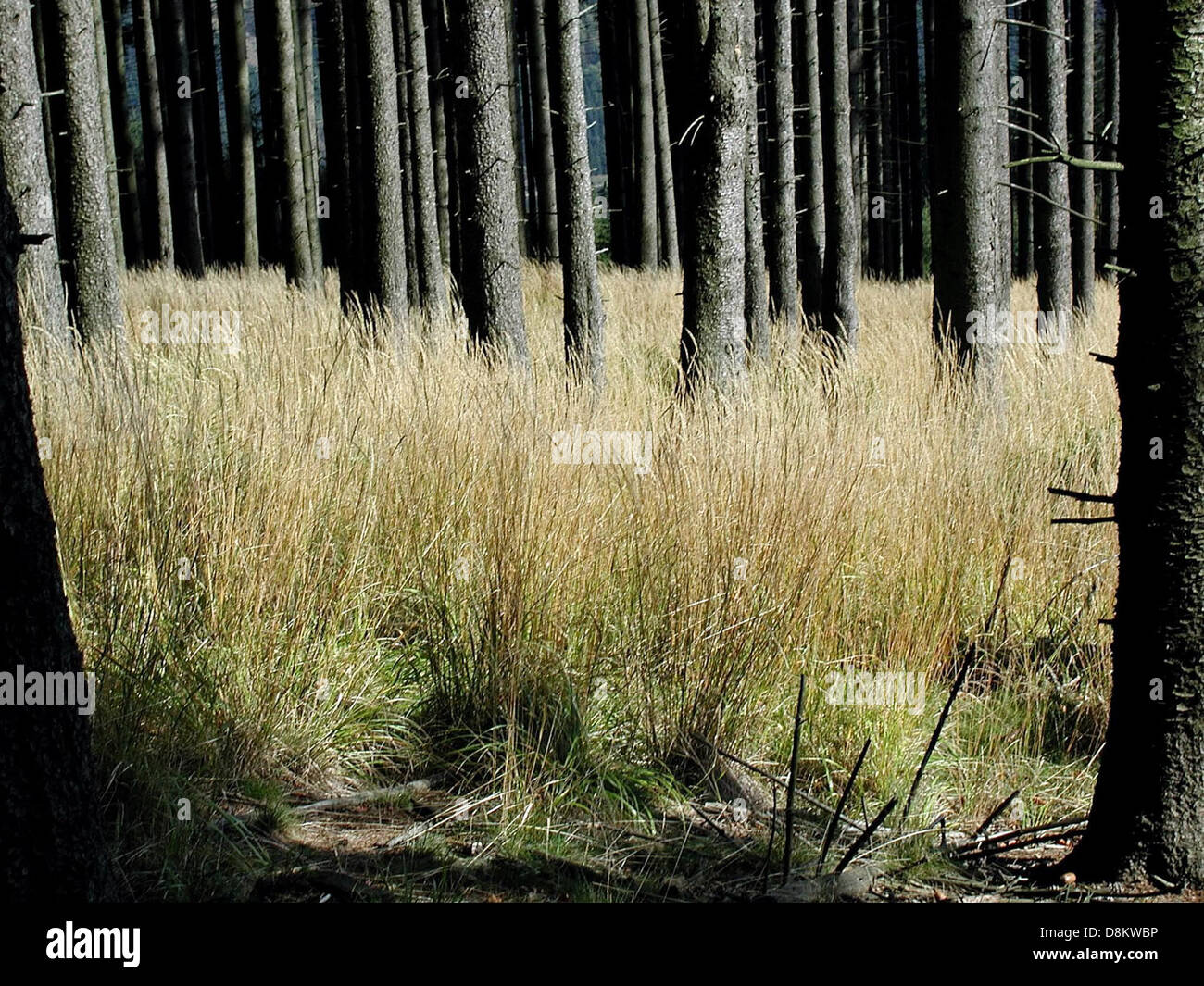 A view from the forest floor, capturing the ground-level perspective ...