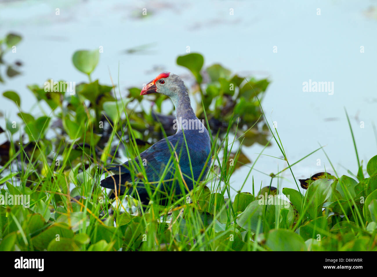 Purple Swamp-hen Porphyrio porphyrio Stock Photo - Alamy