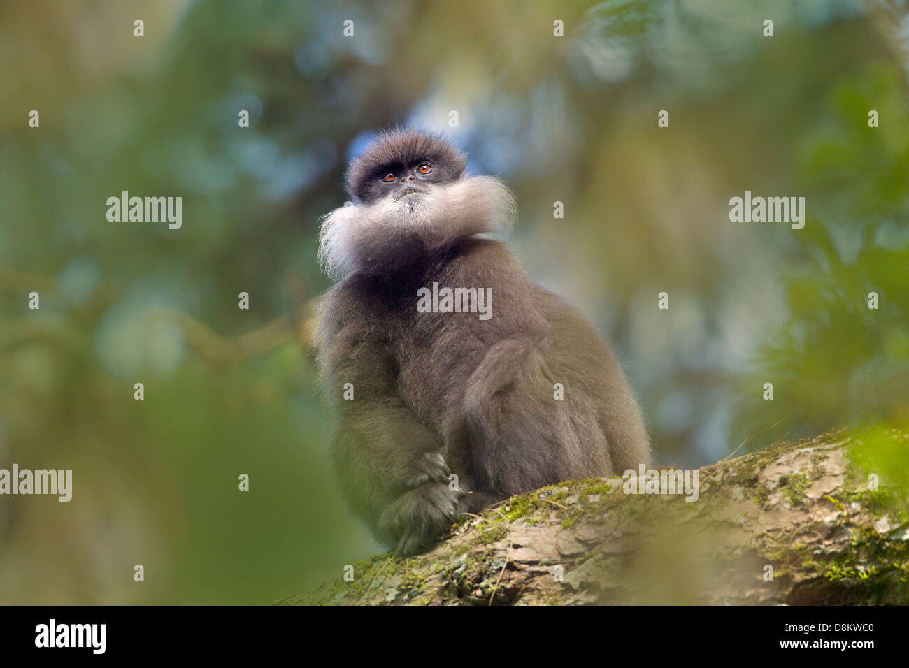 Purple-faced leaf monkey Semnopithecus vetulus sitting in tree canopy ...