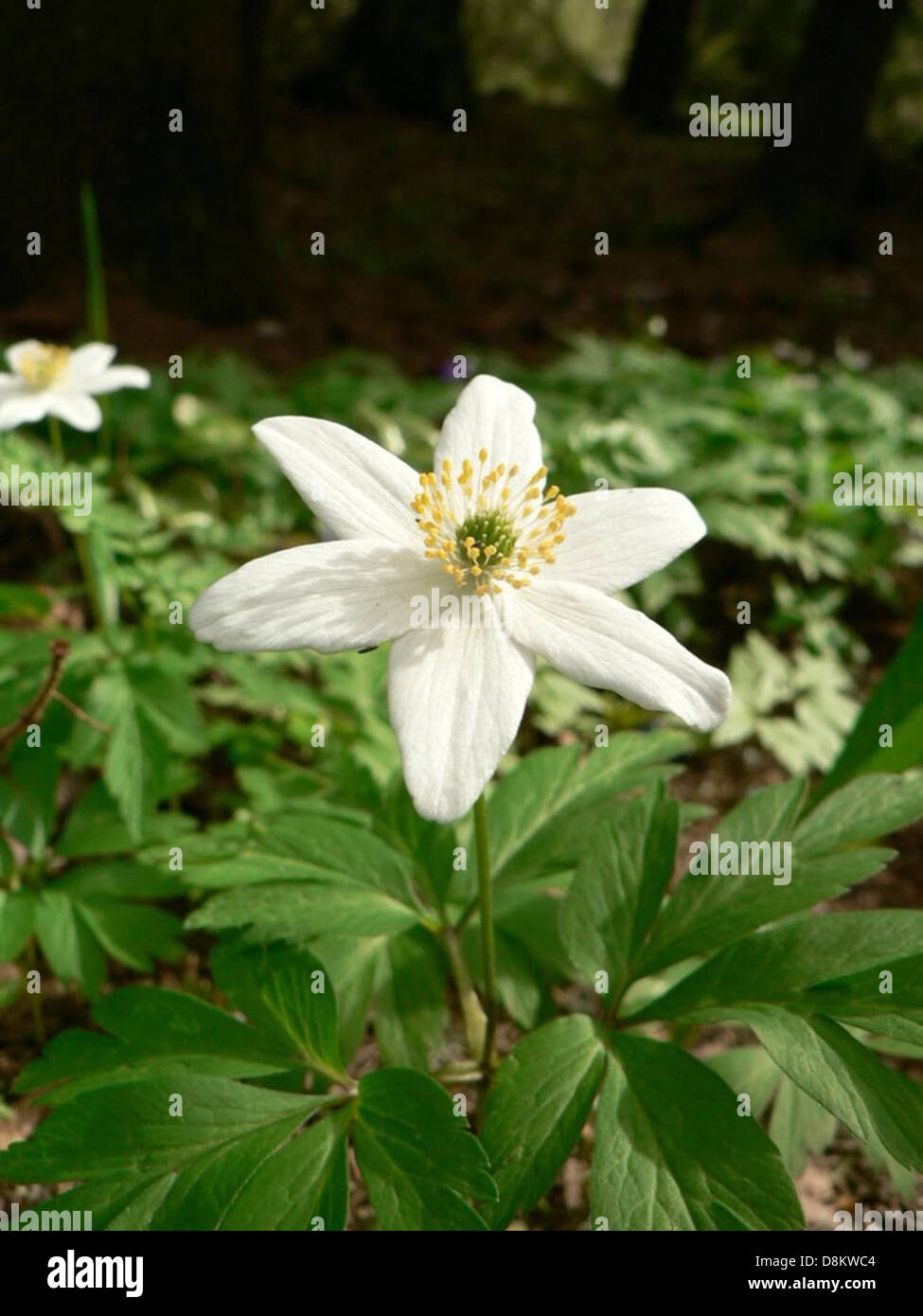 This image shows a forest in bloom, with various plants and wildflowers ...