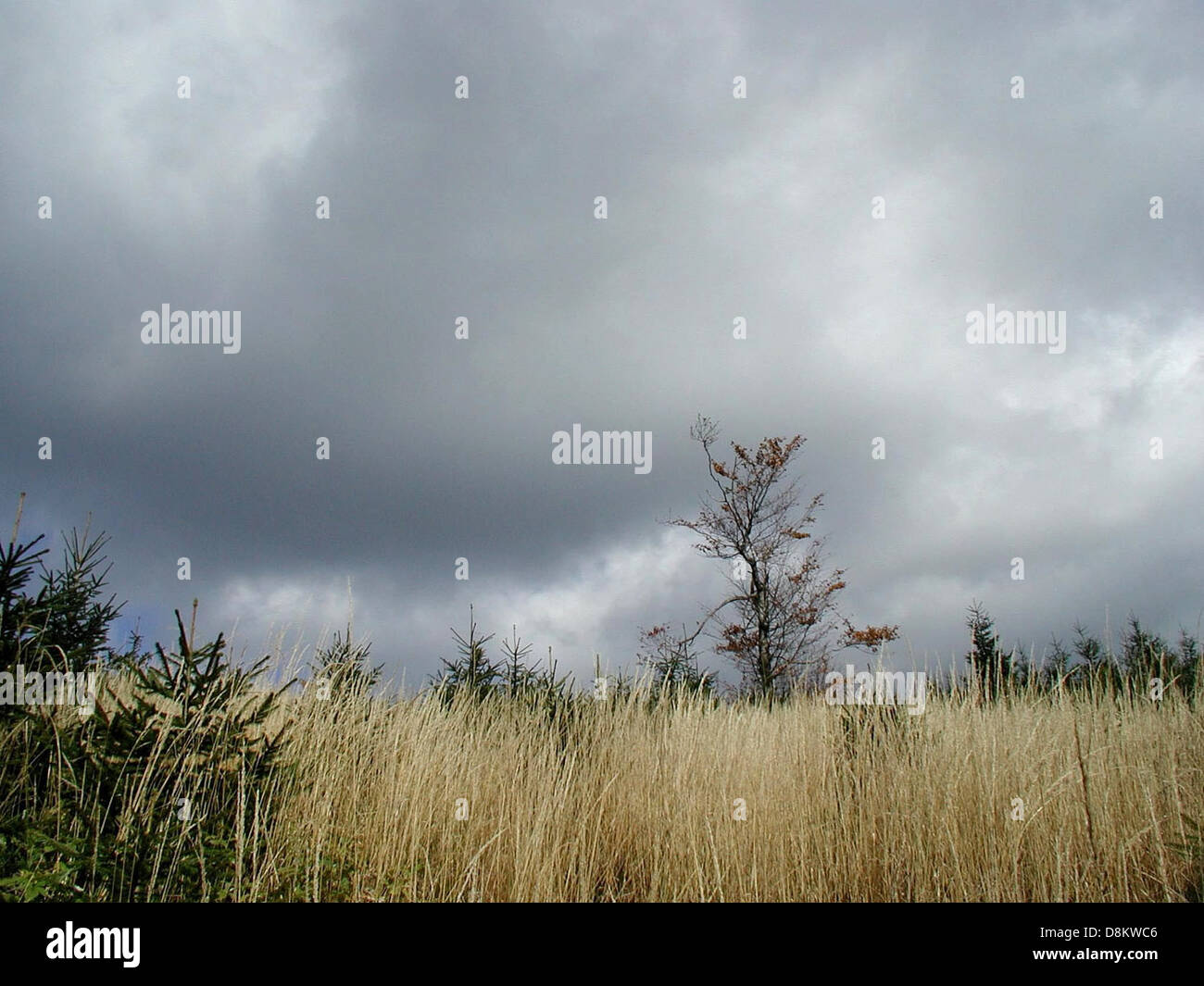 A vast expanse of forest fields, where the natural landscape blends ...