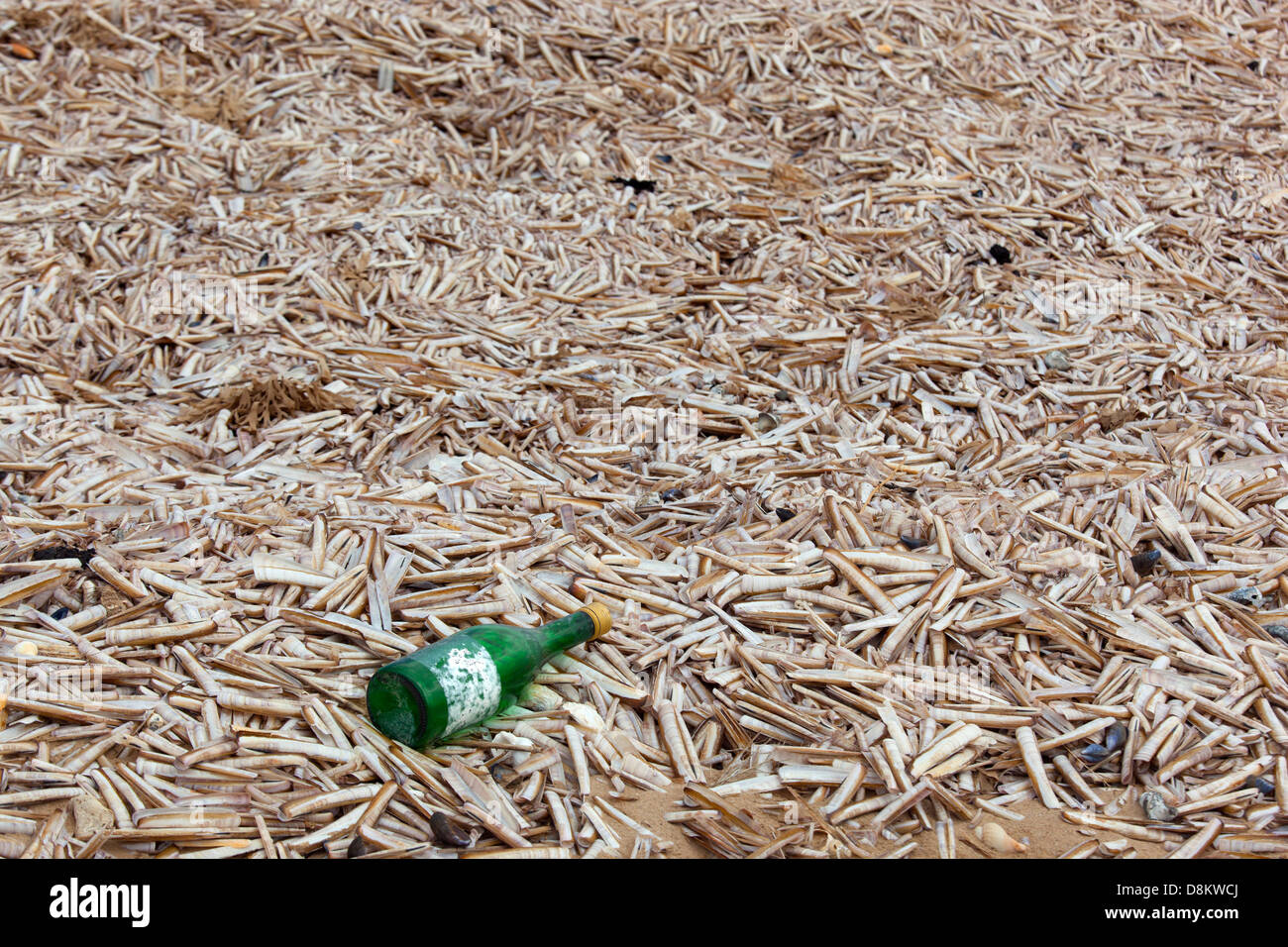 Razor Shell Ensis siliqua washed up in succession of high Spring tides ...