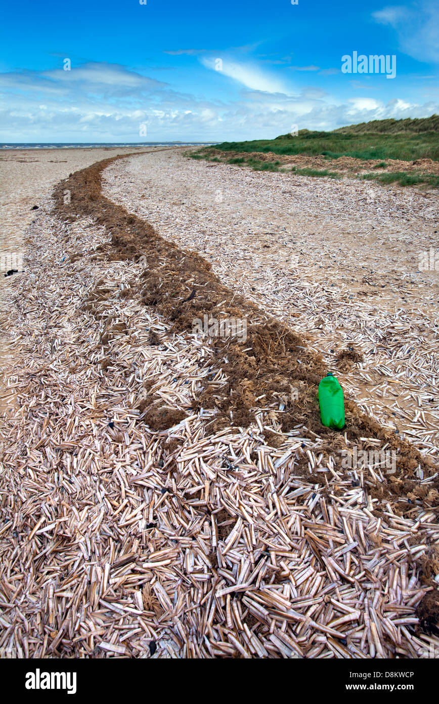 Razor Shell Ensis siliqua washed up in succession of high Spring tides ...