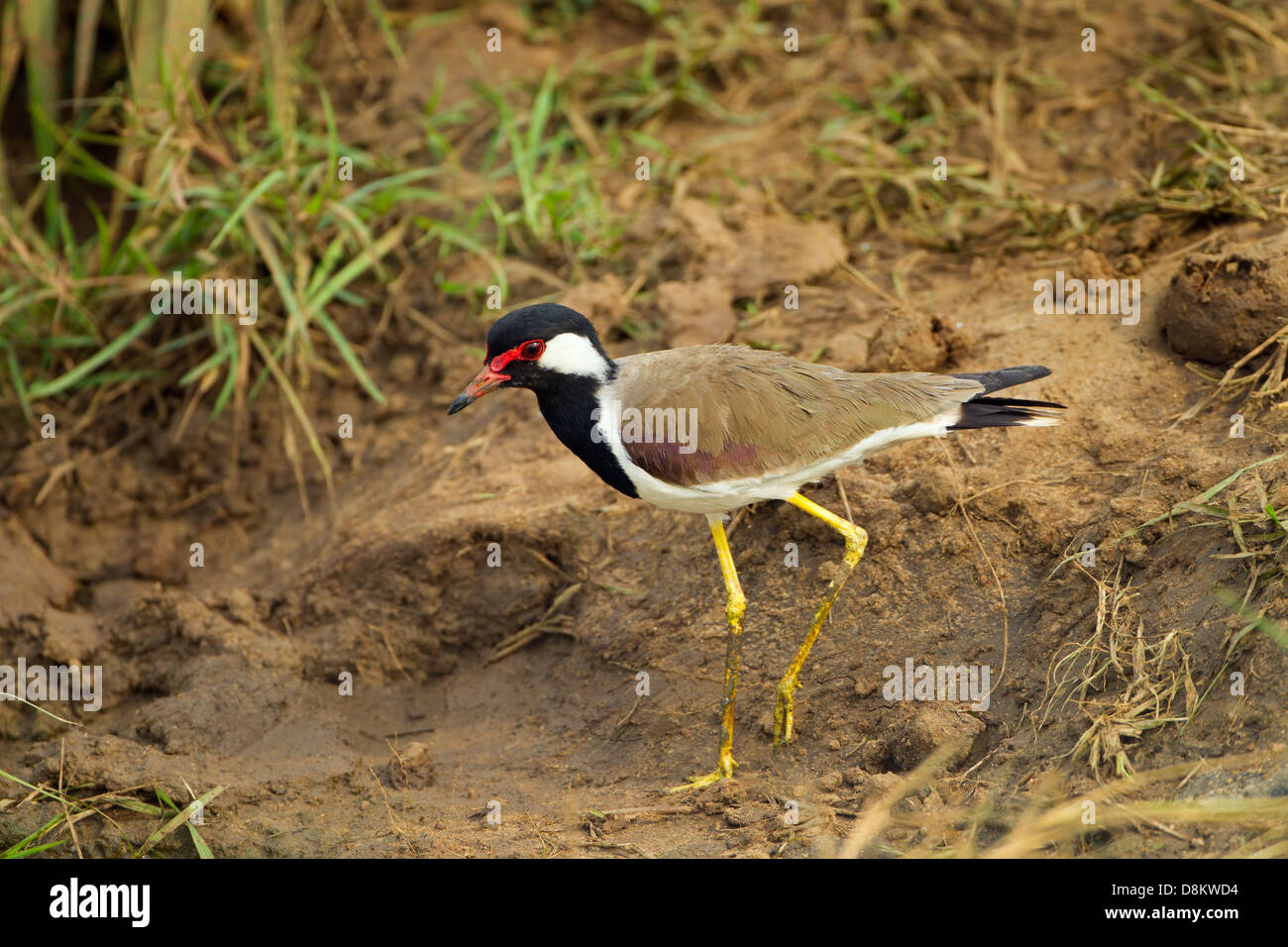 Red wattled Plover Vanellus indicus feeding by water Stock Photo - Alamy