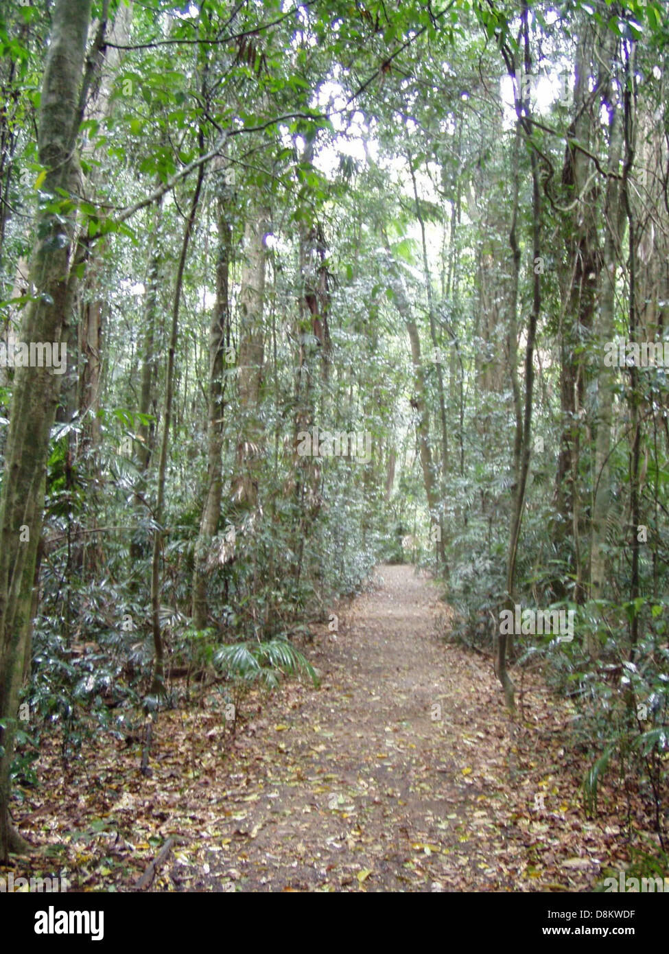 Forest in summer time landscape Stock Photo - Alamy