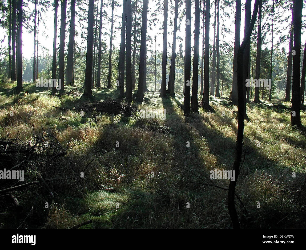 A forest scene during the spring season, showcasing the fresh growth of ...