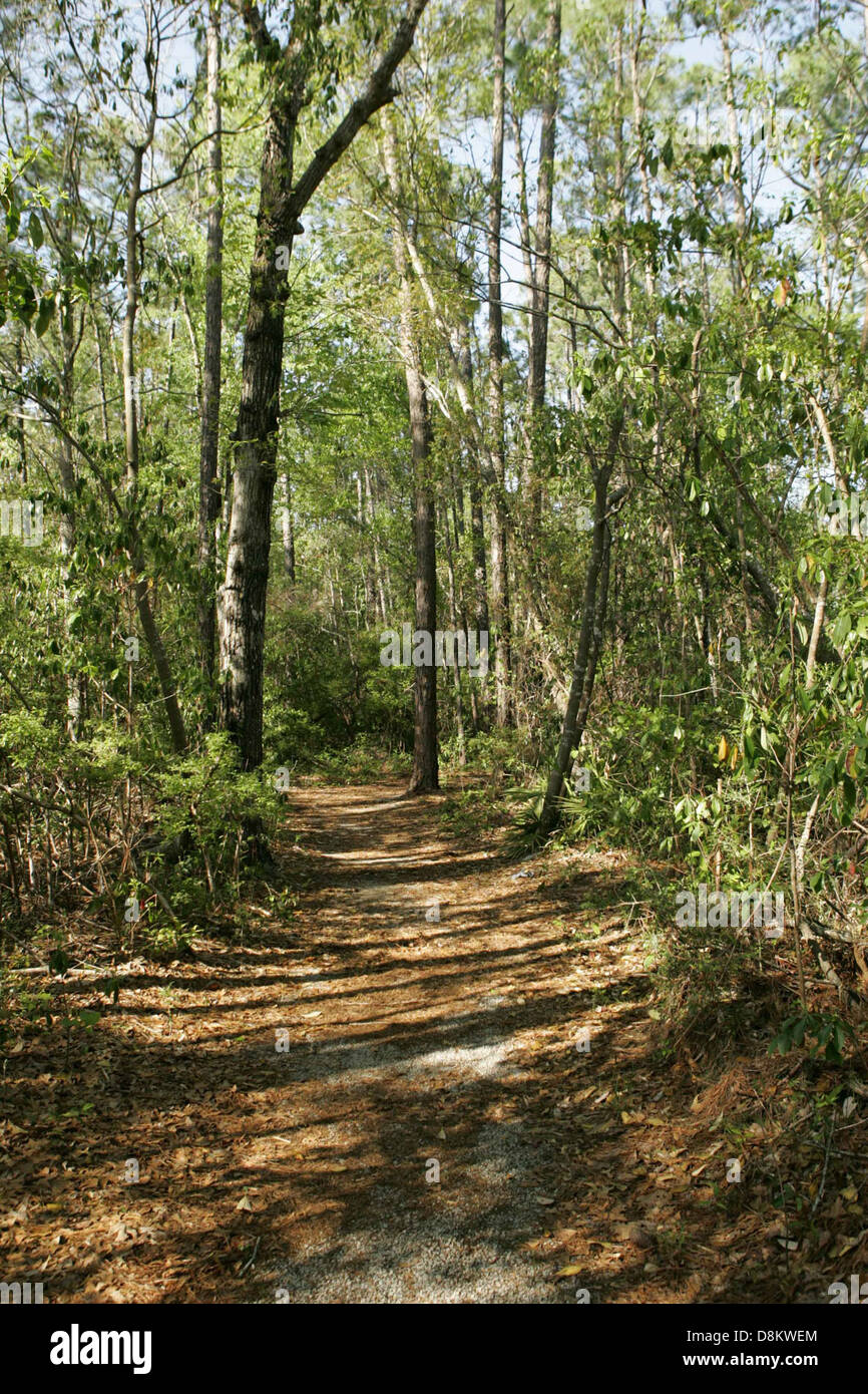 Forest nature trail Stock Photo - Alamy