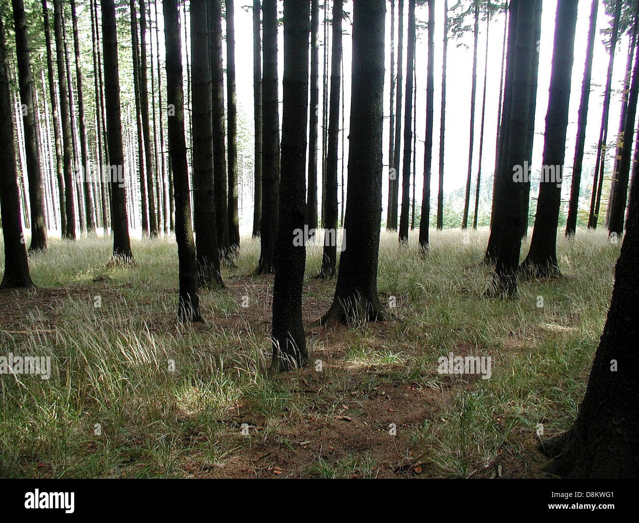 Forest summer time Stock Photo - Alamy