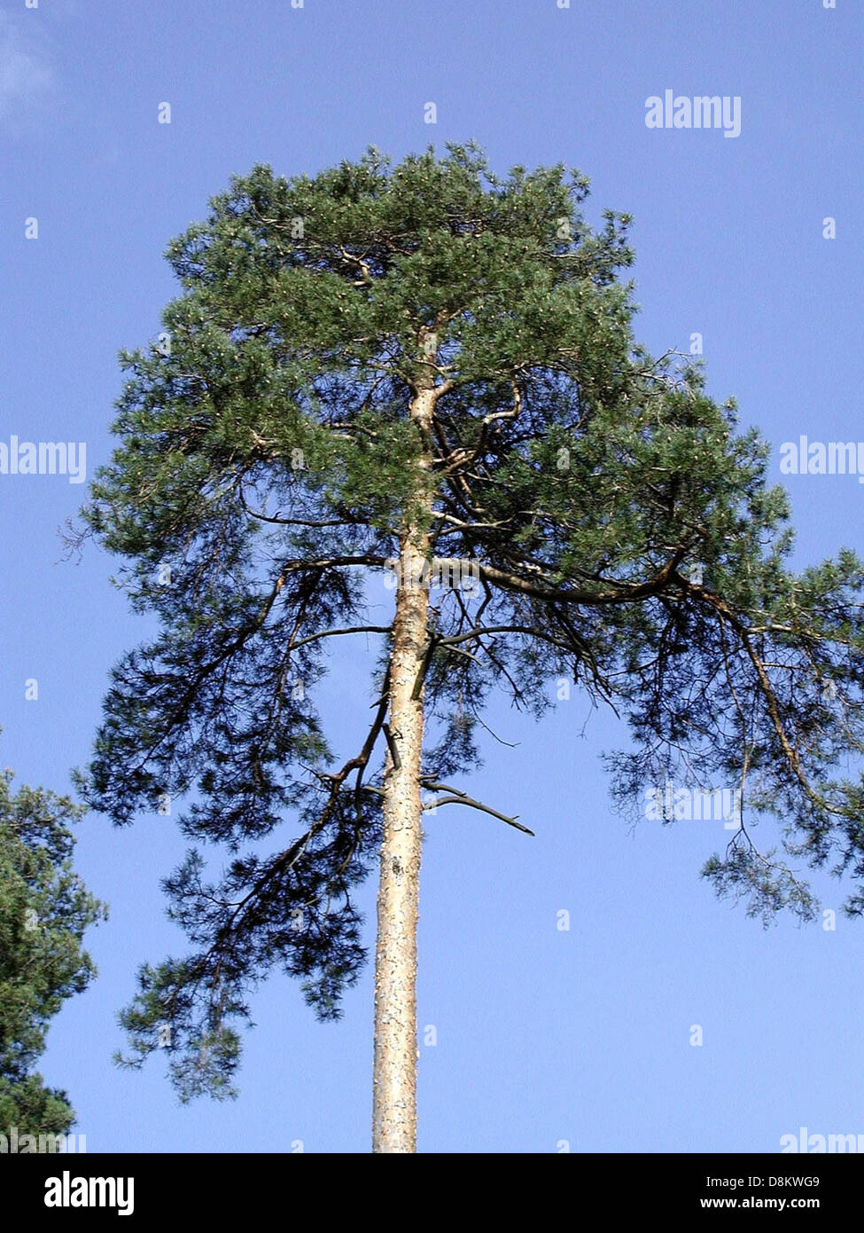 This image captures the view from the top of a forest, showing the ...