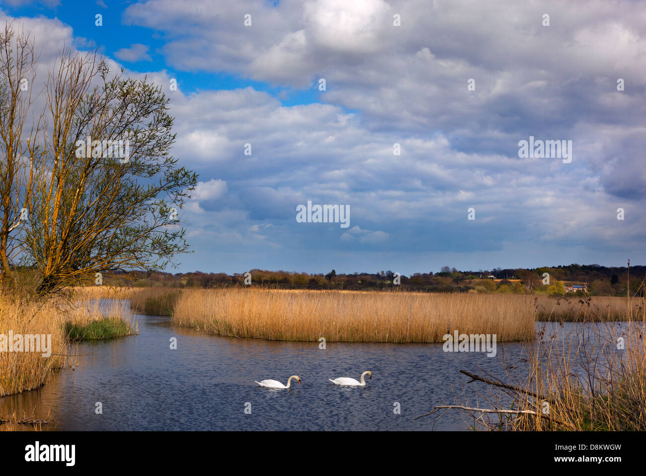 RSPB Reserve at Strumpshaw Fen Norfolk Broads Spring Stock Photo - Alamy