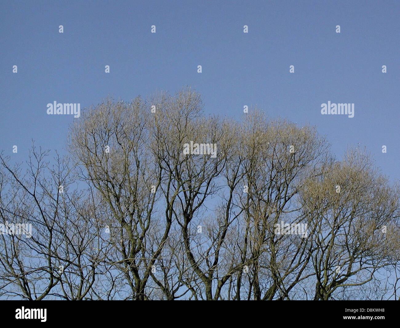 A view of the tops of trees in a dense forest, showcasing the canopy ...