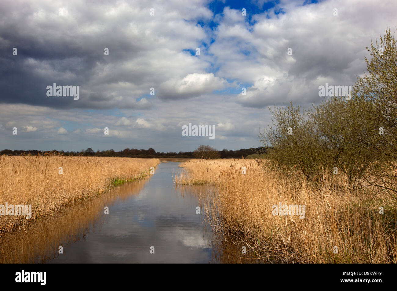 RSPB Reserve at Strumpshaw Fen Norfolk Broads Spring Stock Photo - Alamy