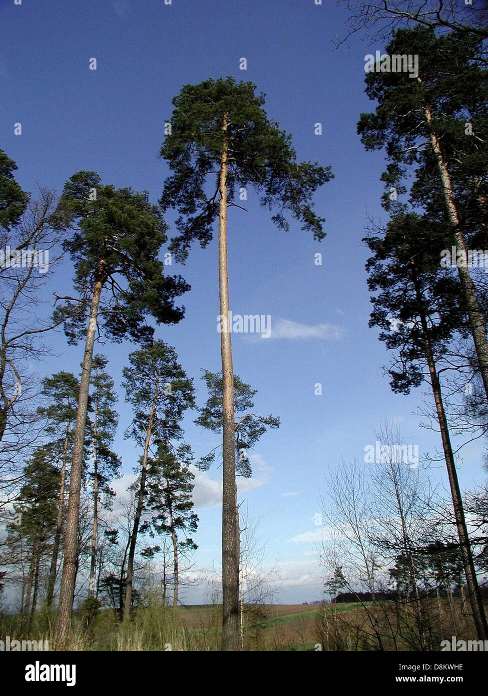 Forest tree top Stock Photo - Alamy