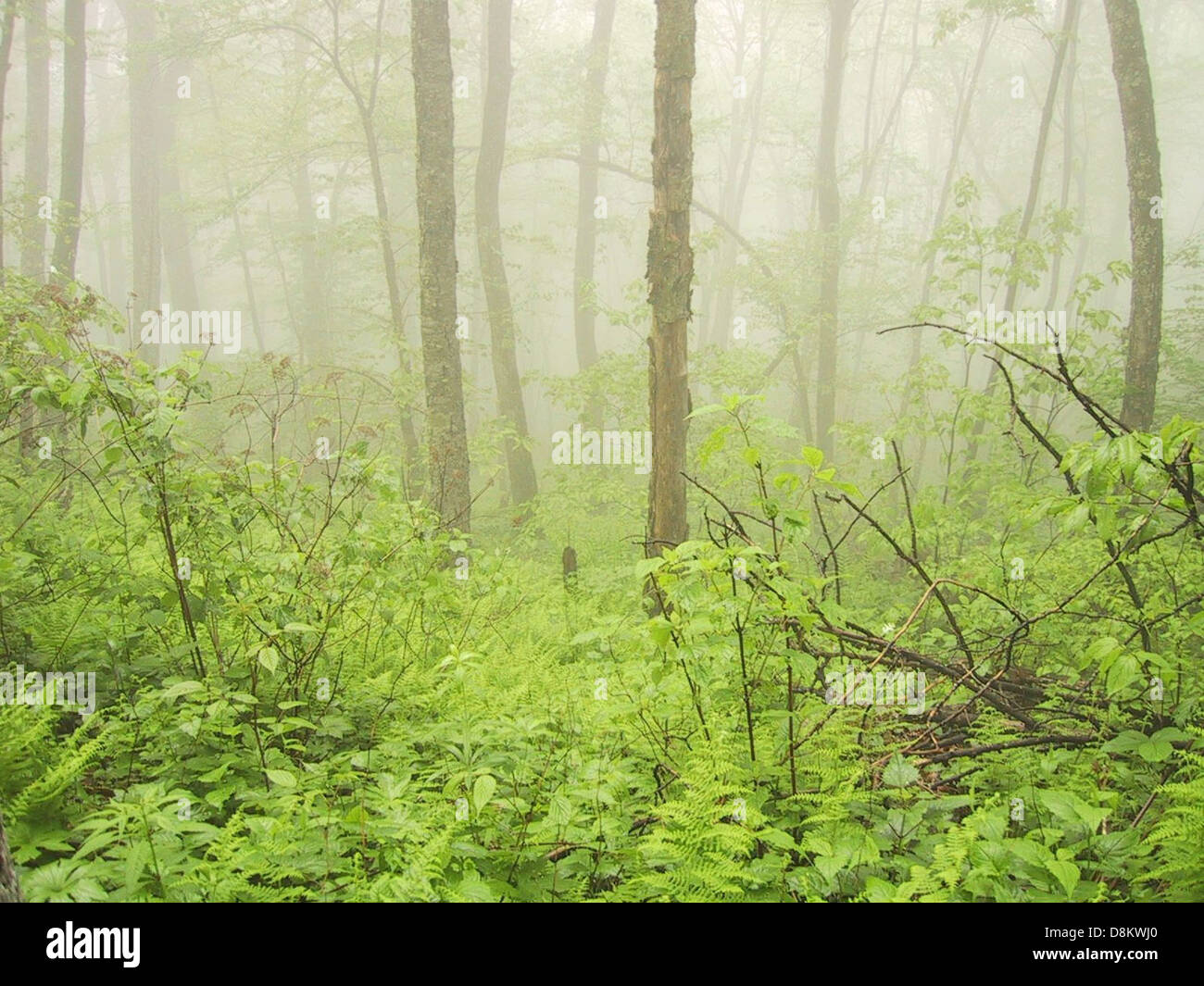 A misty forest scene with fog rolling through the trees. The fog adds ...