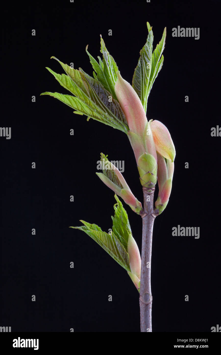 Sycamore Acer pseudoplatanus New Leaves & Buds Stock Photo - Alamy