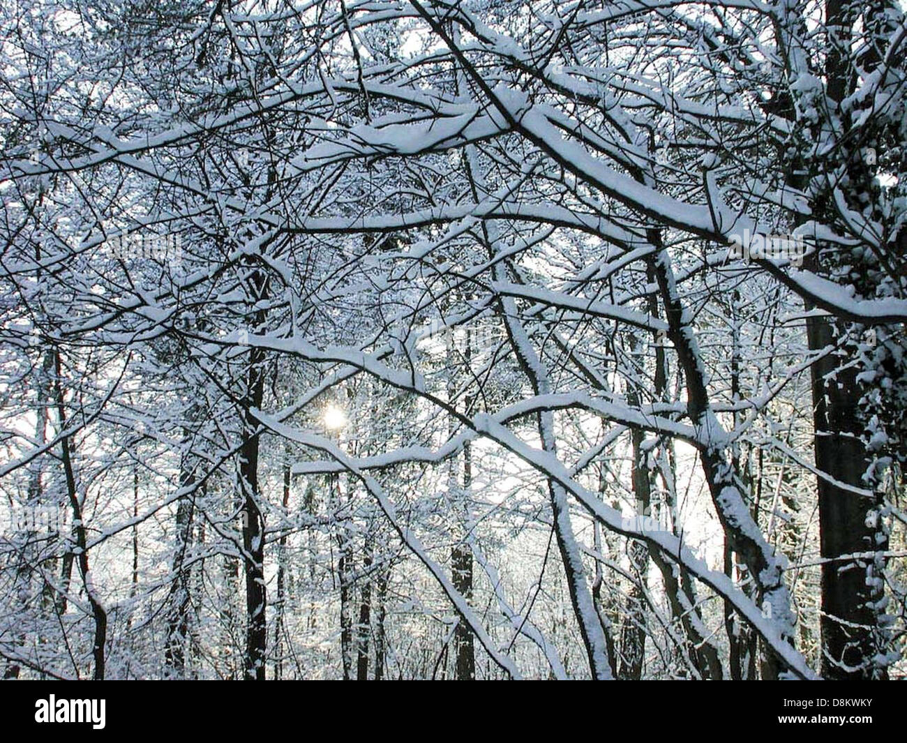 This image captures frost covering trees and vegetation in a forest ...