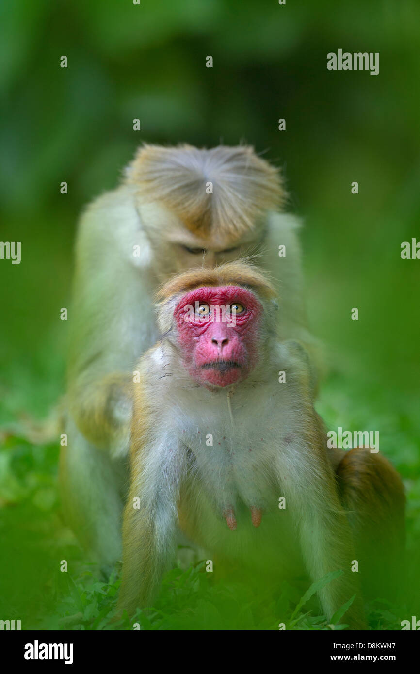 Toque Macaque Macaca sinica sinica male grooming female Yala National ...