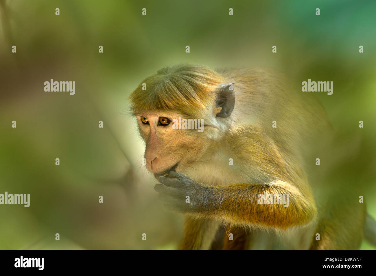 Toque Macaque Macaca sinica sinica young feeding Yala National Park Sri ...
