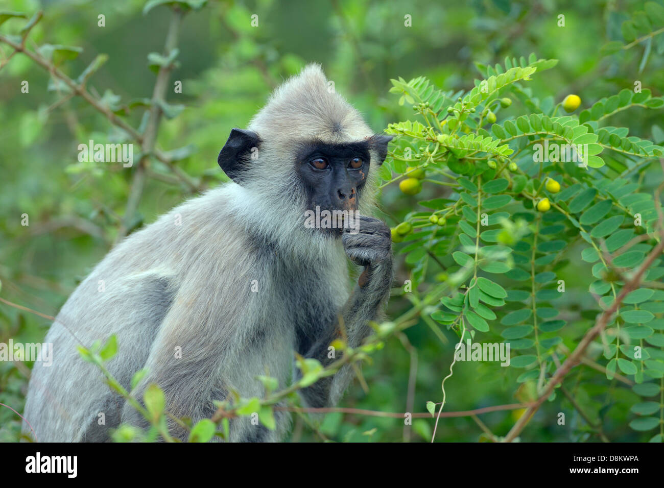 Tufted Grey Langur Semnopithecus priam Yala National Park Sri Lanka ...
