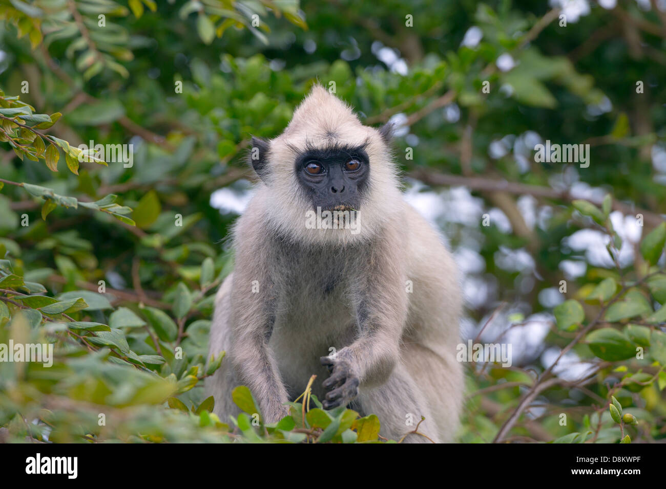 Tufted Grey Langur Semnopithecus priam Yala National Park Sri Lanka ...