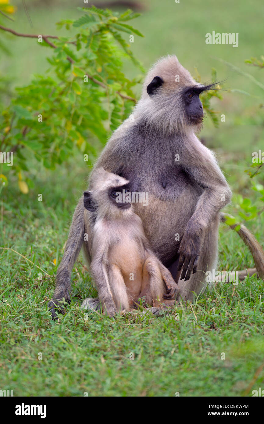 Tufted Grey Langur Semnopithecus priam and baby Yala National Park Sri ...