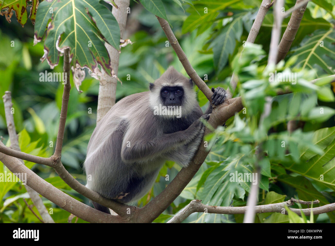 Tufted Grey Langur Semnopithecus priam in banana plantation Stock Photo ...
