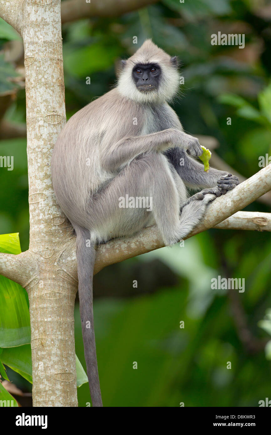 Tufted Grey Langur Semnopithecus priam in banana plantation Stock Photo ...