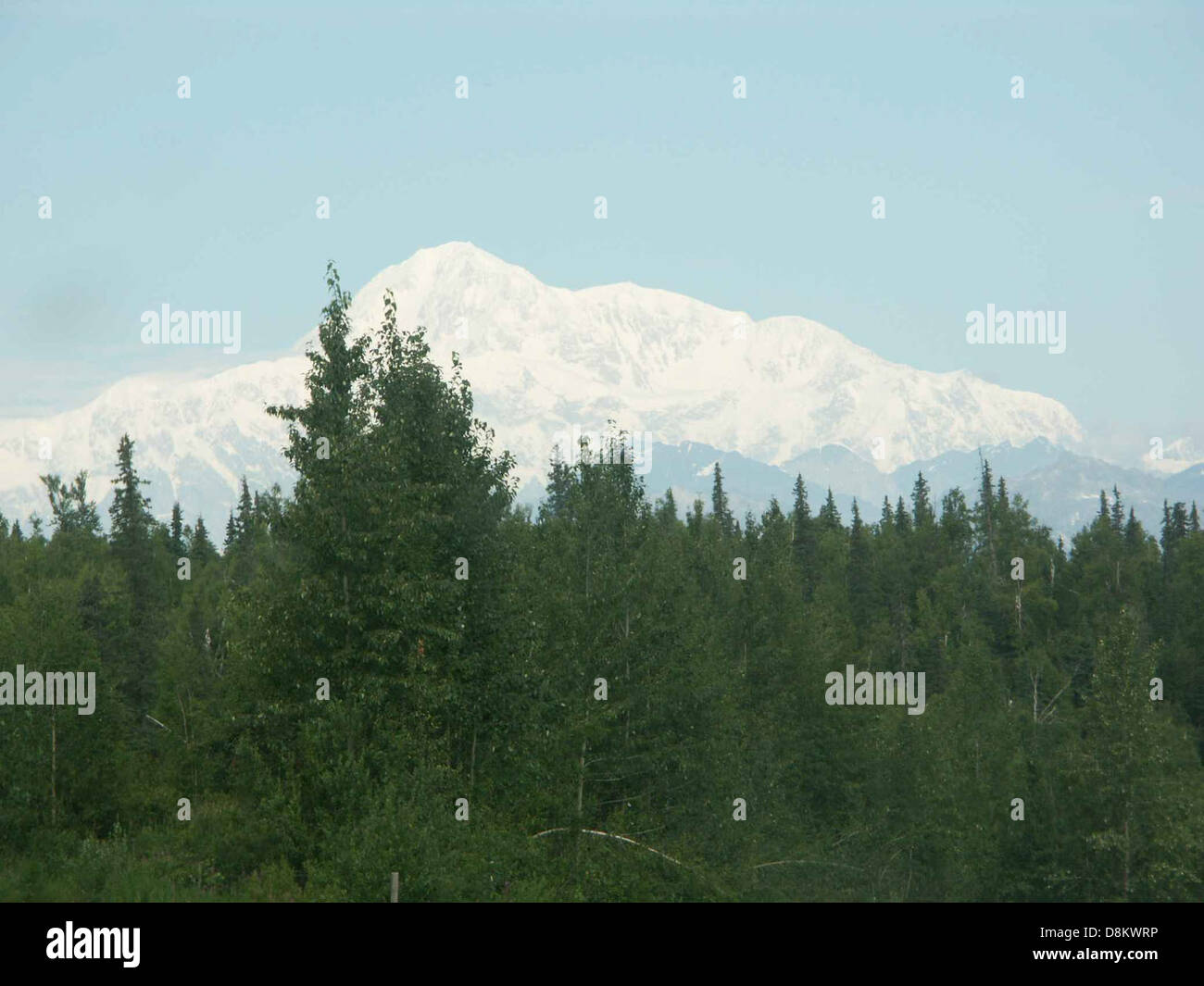 Denali National Reserve Park offers a stunning view of a green forest ...