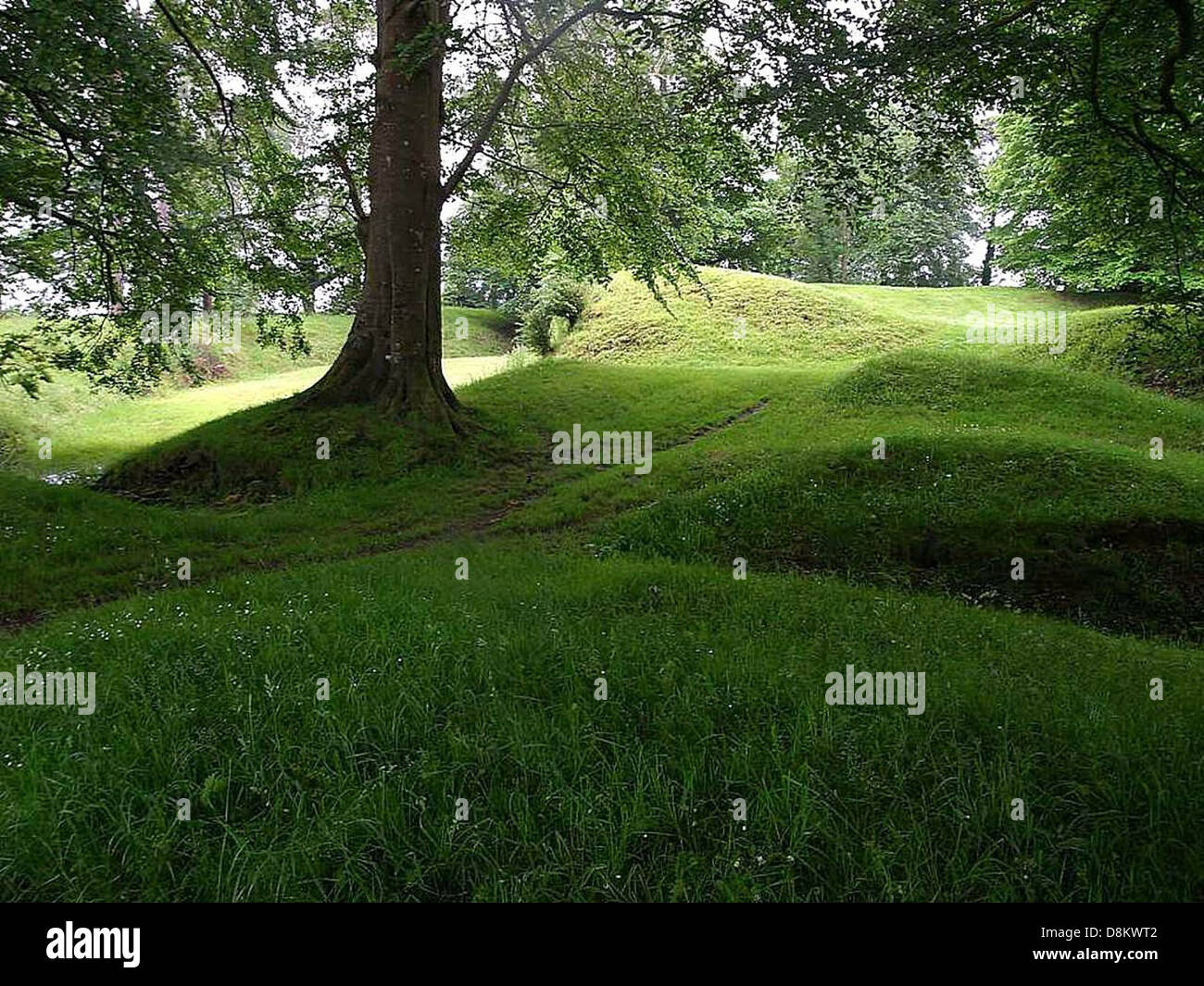 A vibrant green grass field located in Pakistan, showcasing healthy ...