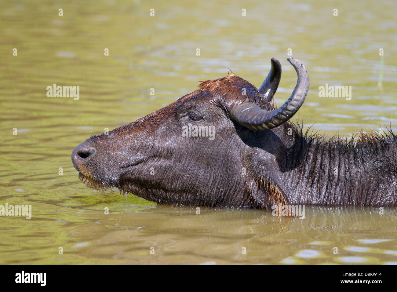 Bubalas bubalas hi-res stock photography and images - Alamy