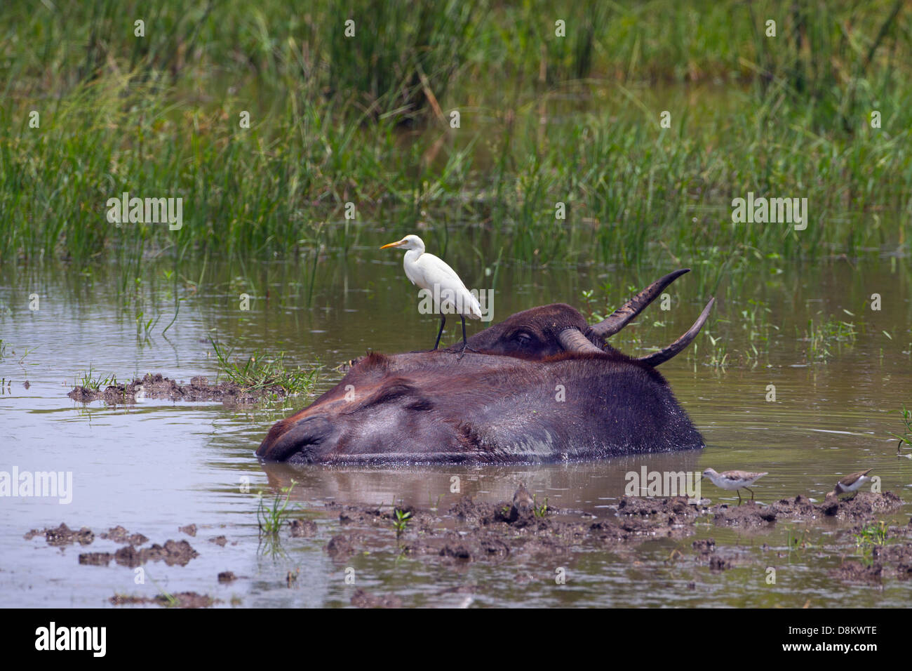 Buffalo wallow hi-res stock photography and images - Alamy