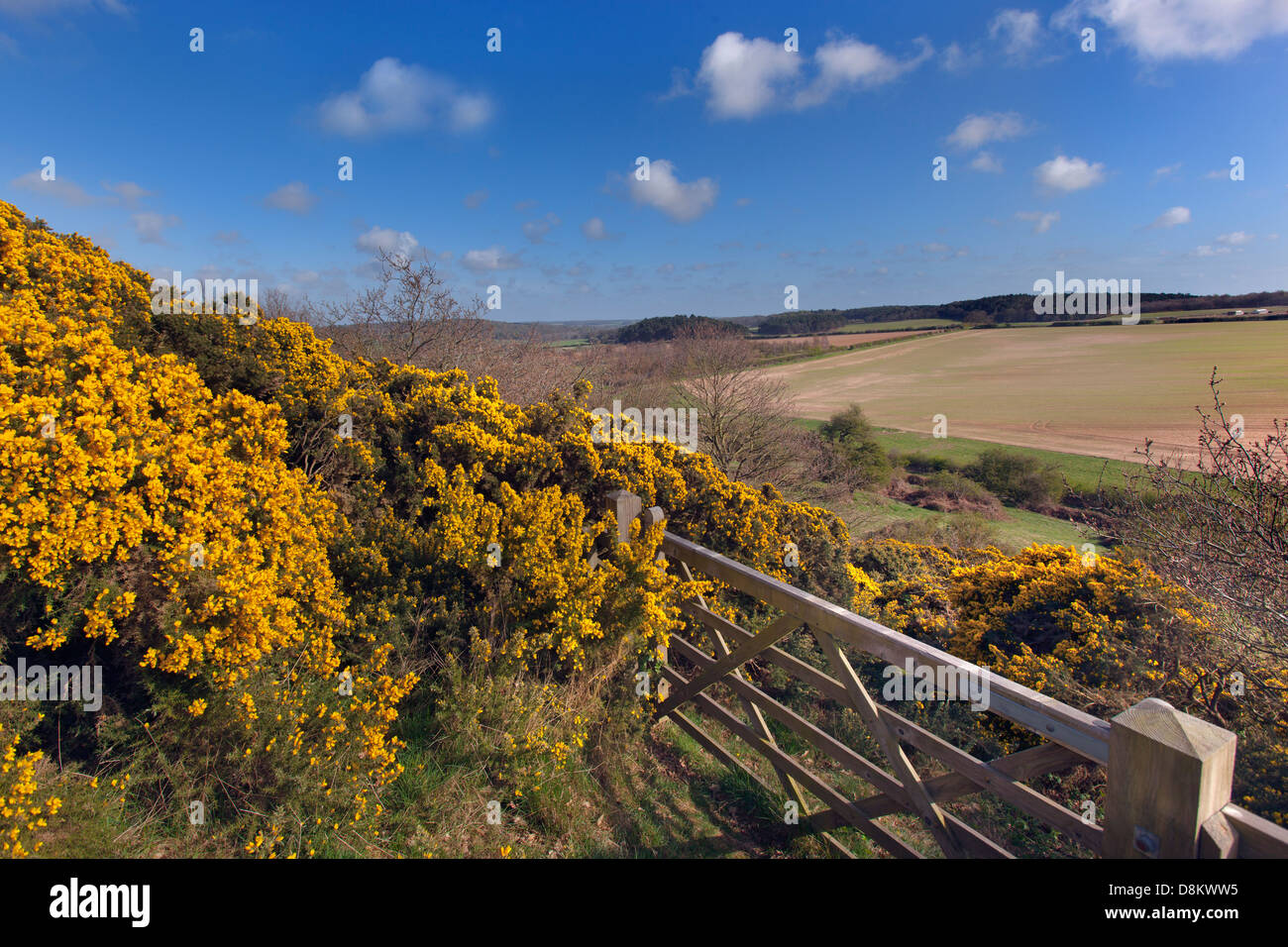 Wiveton Downs Norfolk in Spring Stock Photo - Alamy