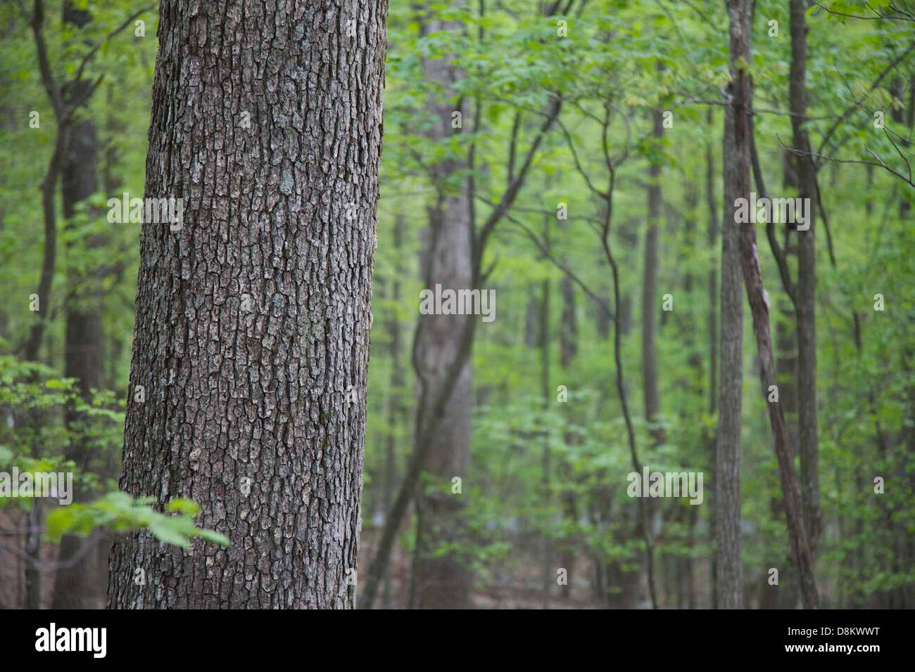 A dense forest of hardwood trees, showcasing the tall trunks and ...