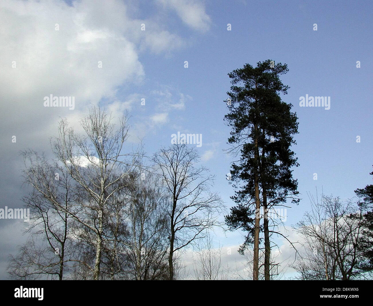 Tall trees rise above the forest floor, reaching for the sky. These ...