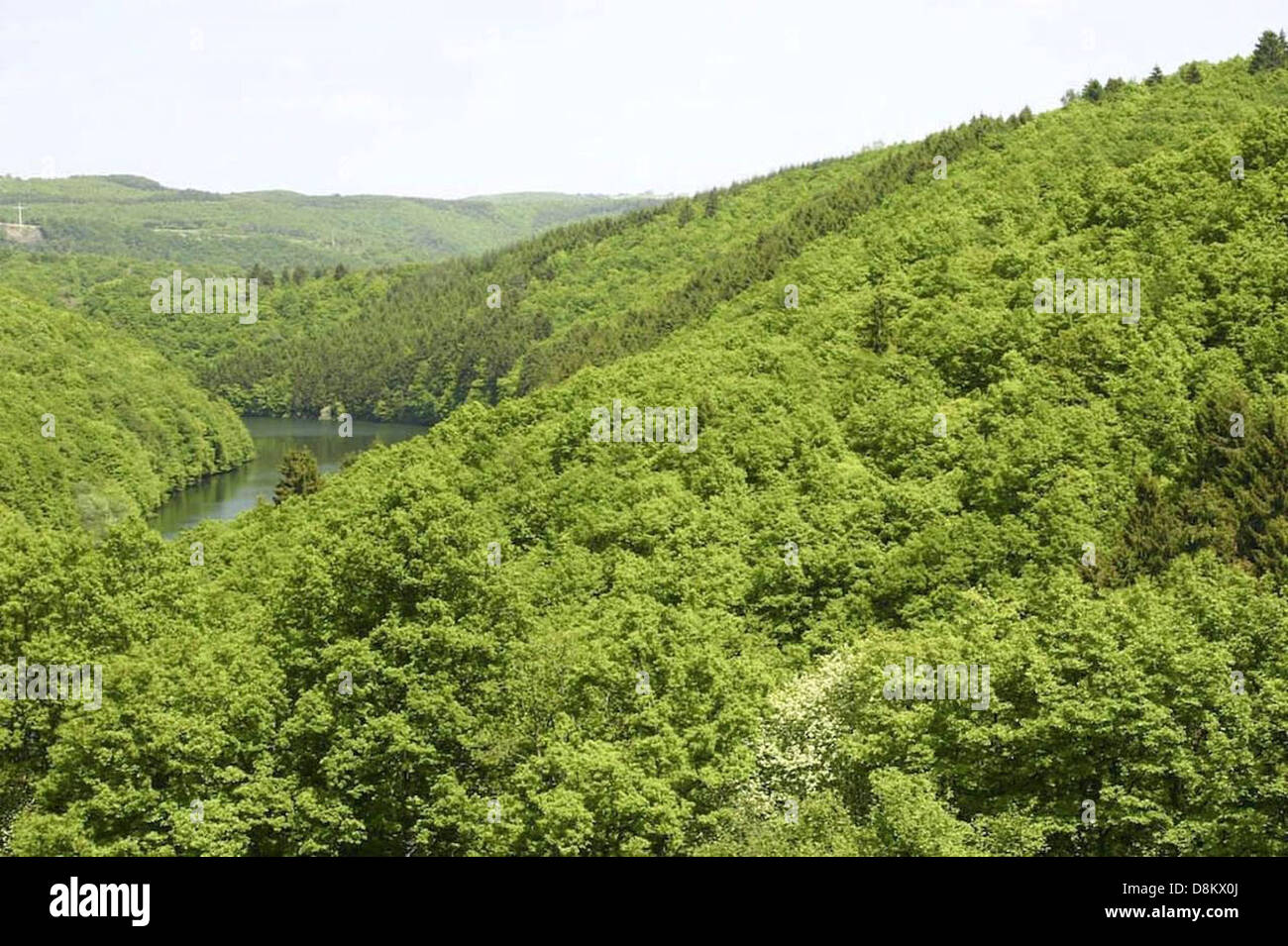 An aerial view of a dense jungle forest, showcasing the rich greenery ...
