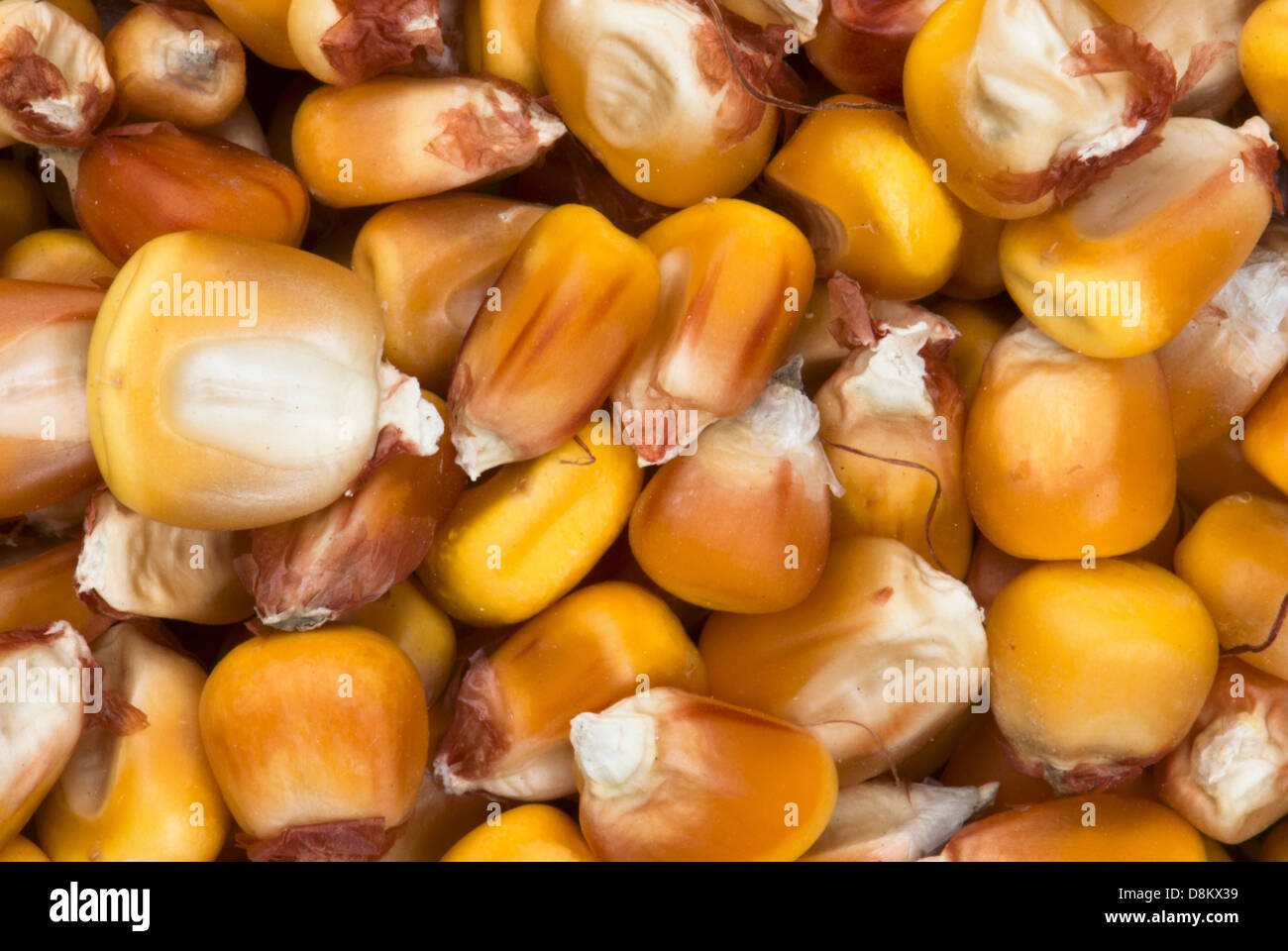 Macro photo of dried corn Stock Photo - Alamy