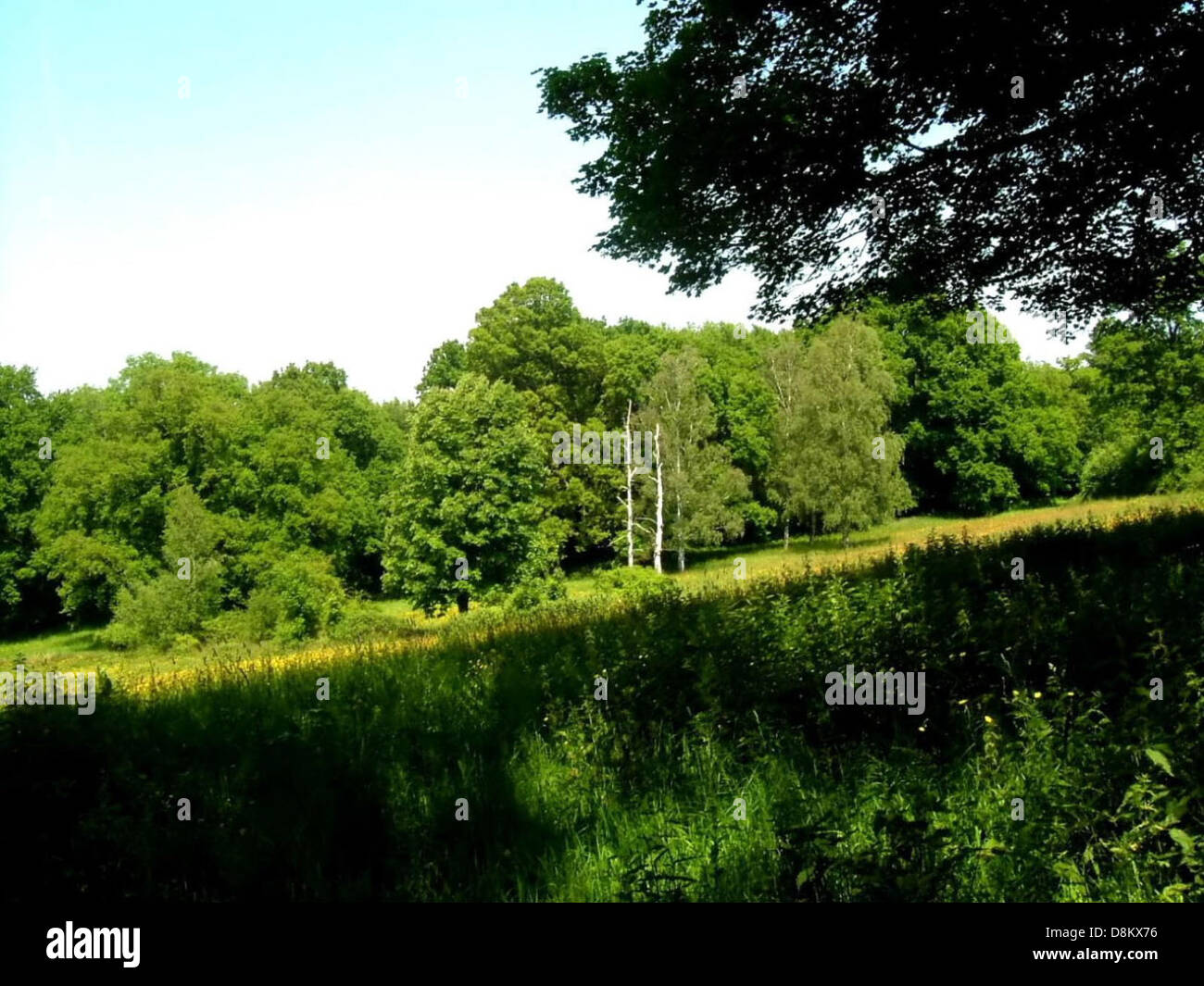 A local park offers a peaceful setting for outdoor activities ...