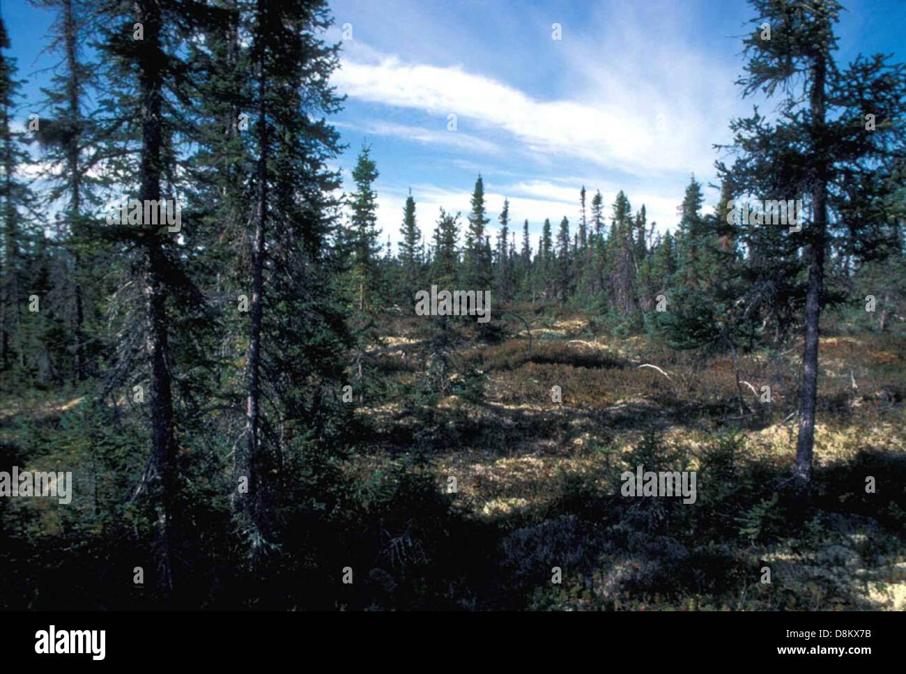 Typical tundra plant hi-res stock photography and images - Alamy